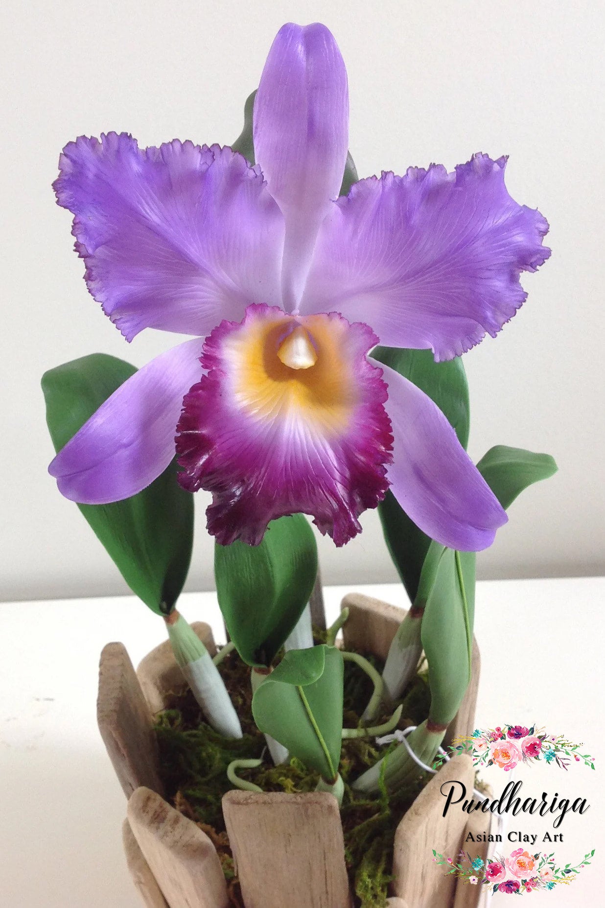 lavender cattleya